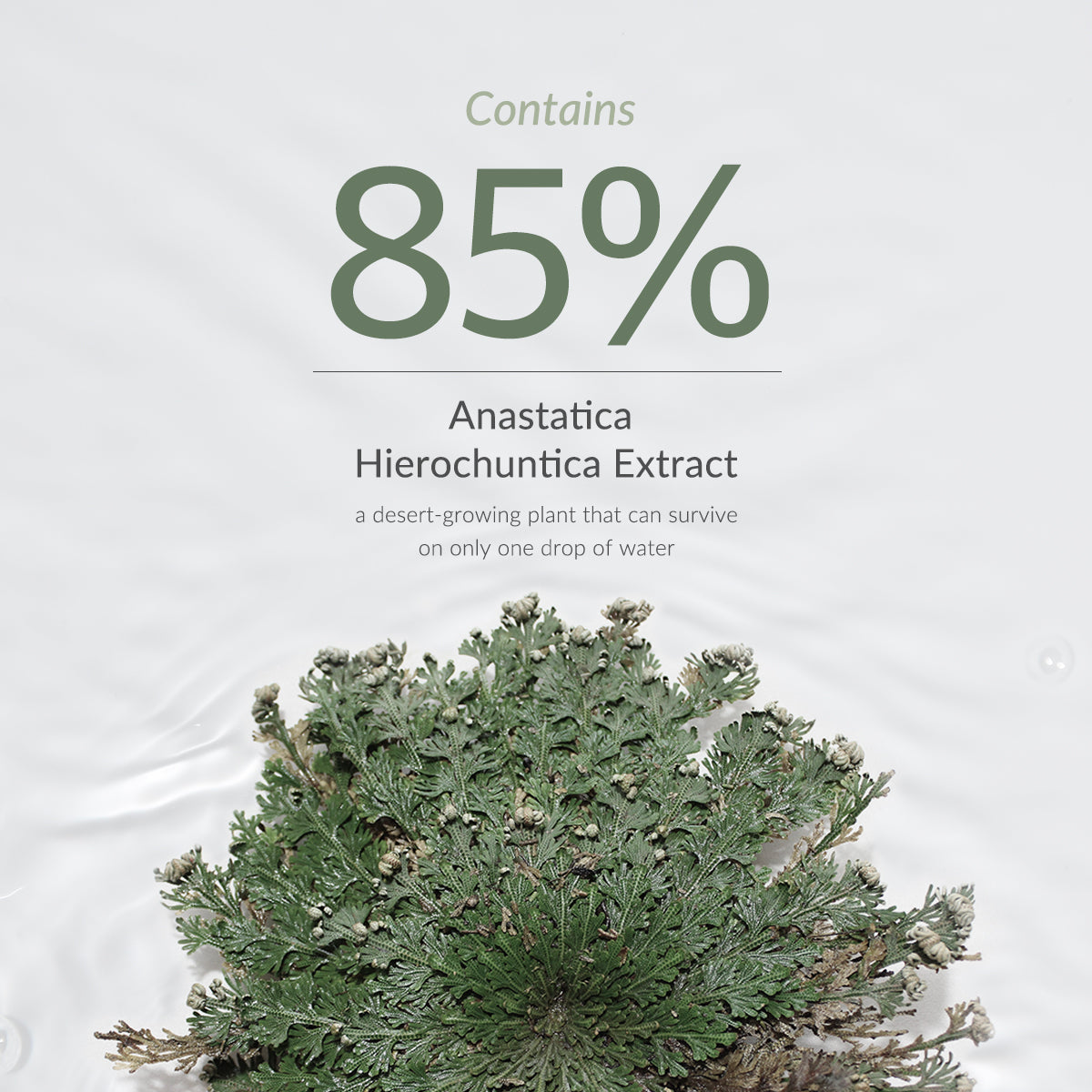 Anastatica Skin Conditioning Toner